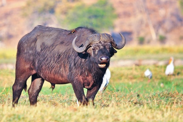 Gaborone: De hoofdstad van Botswana - Botswana Vakantiereizen